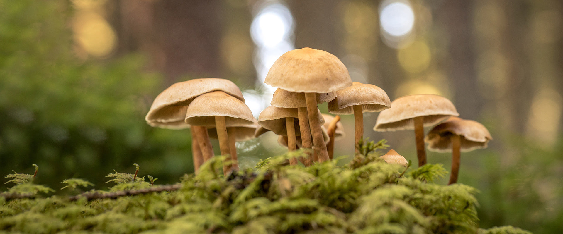 Mourish – Mushrooms that Nourish